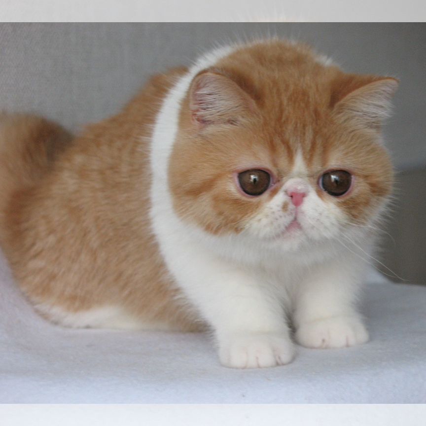 Экзотический короткошёрстный котёнок