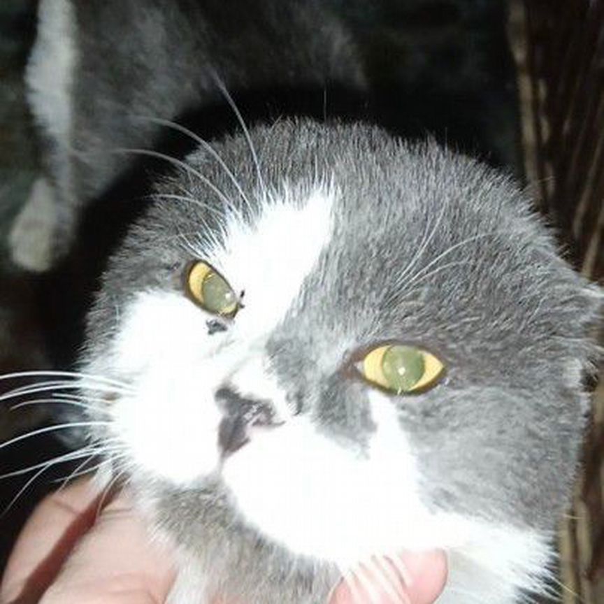 Шотландский котик ищет дом