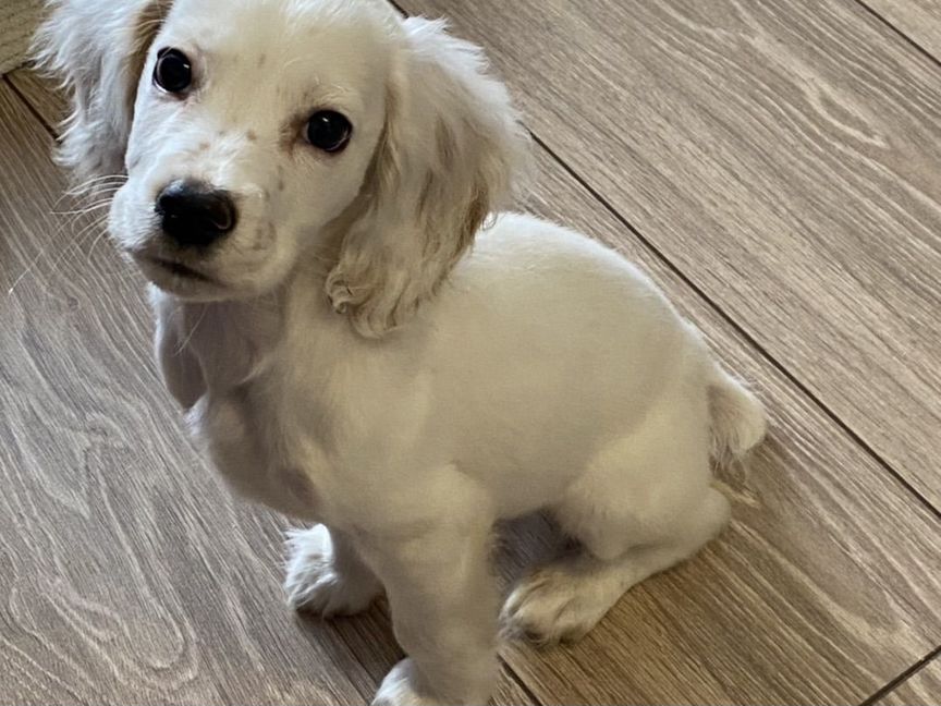 Щенок Англиский Кокер спаниель