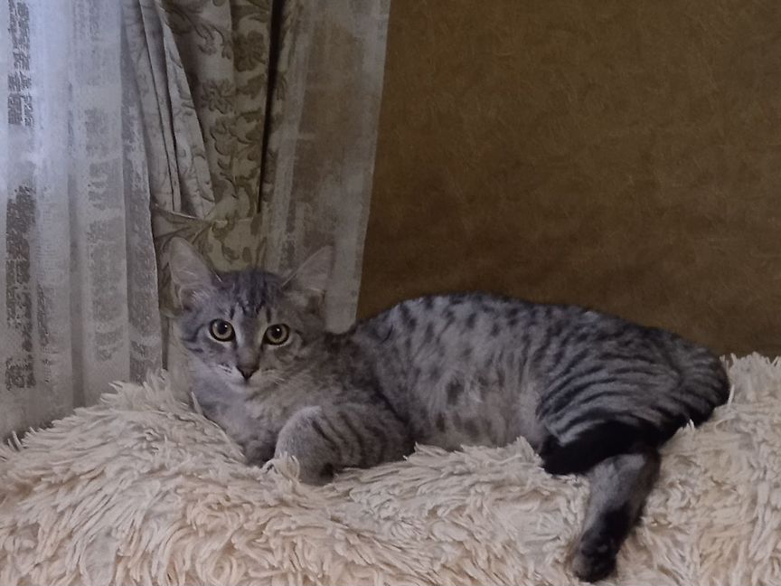 Котик