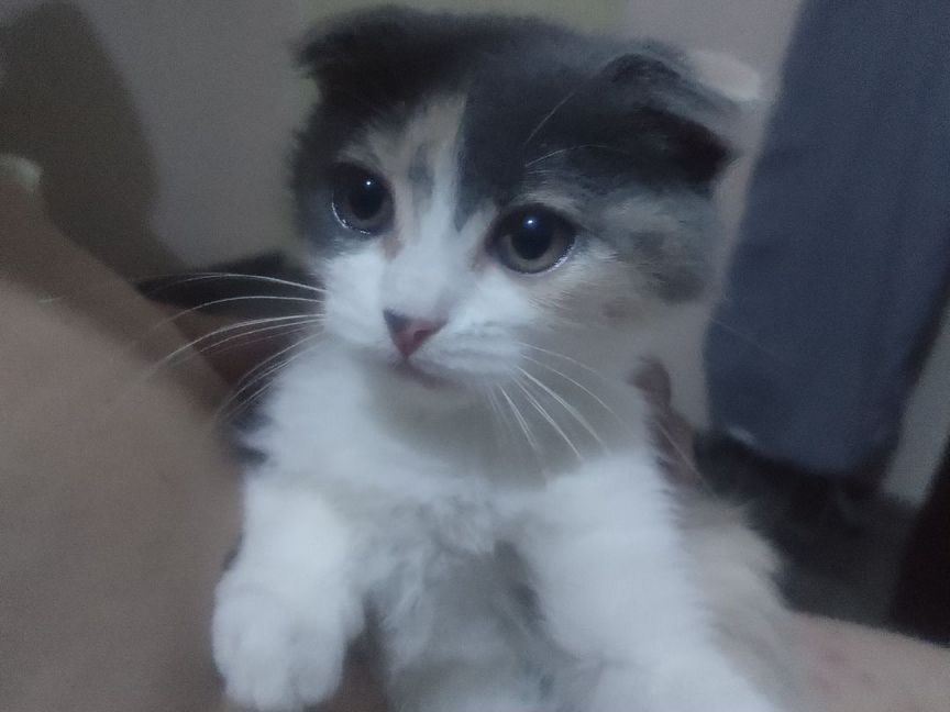 Британская кошка бесплатно