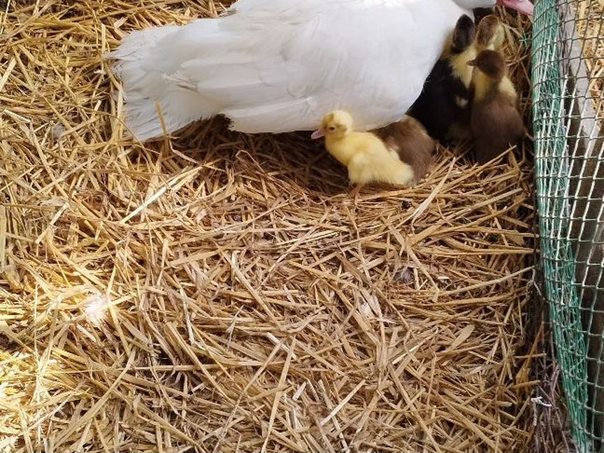 Продажа индоутят