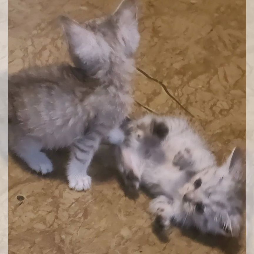 Котёнок от частного владельца