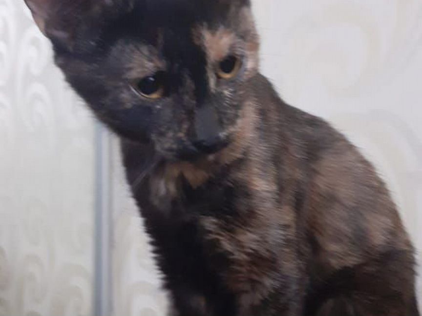 Котёнок Муза