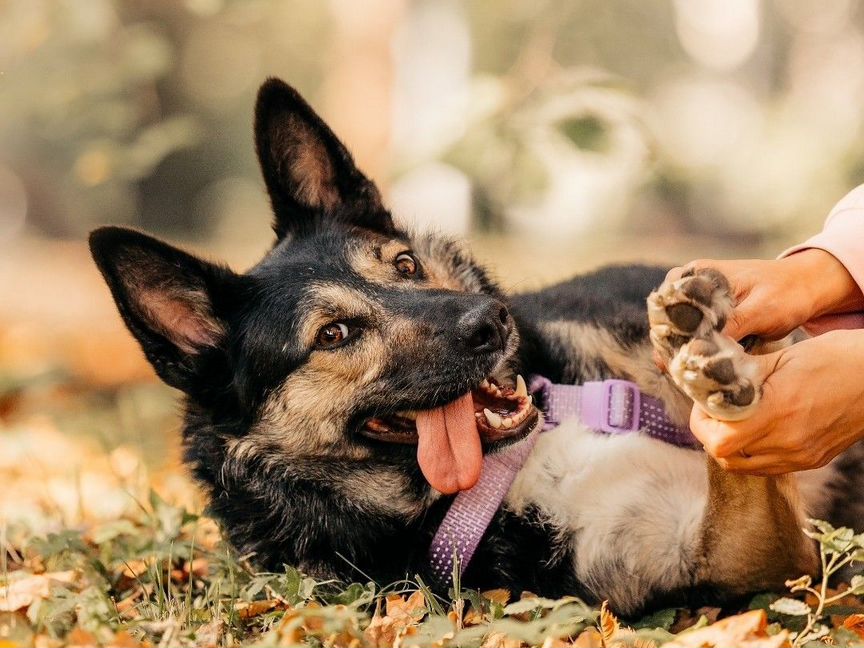 Маленькая собака в дар