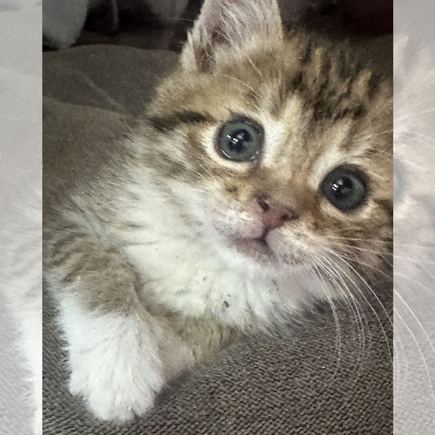 Котёнок в добрые руки