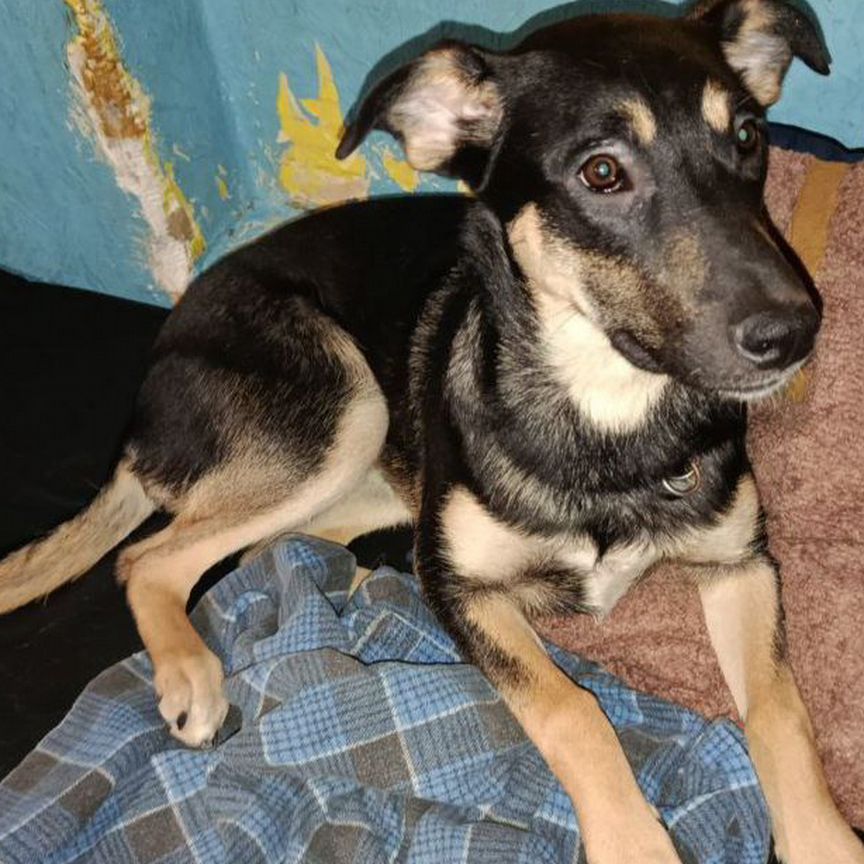 Щенок в добрые руки