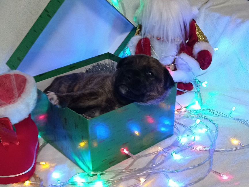 Щенки стаффордширского терьера