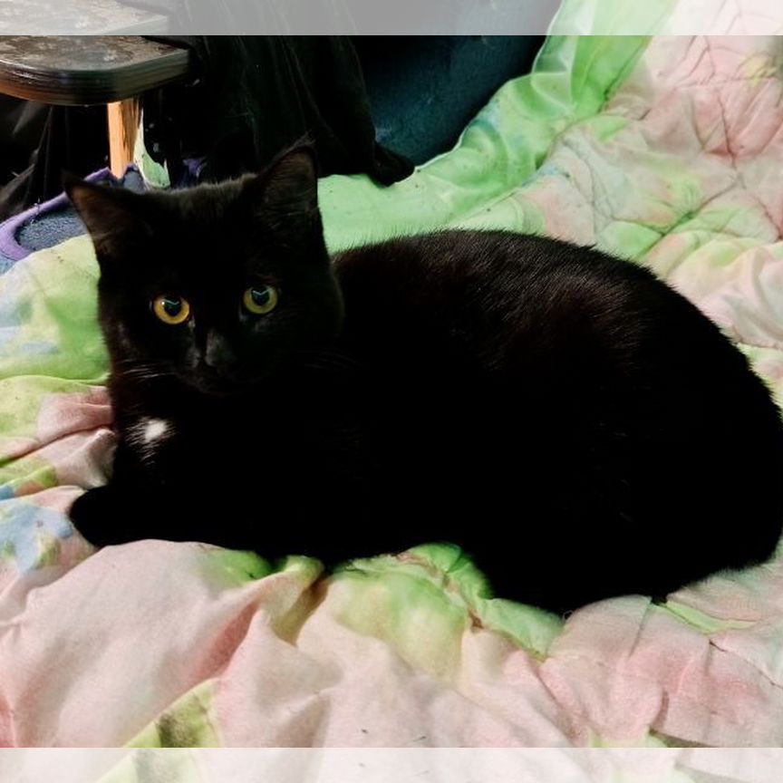 Котёнок в добрые руки