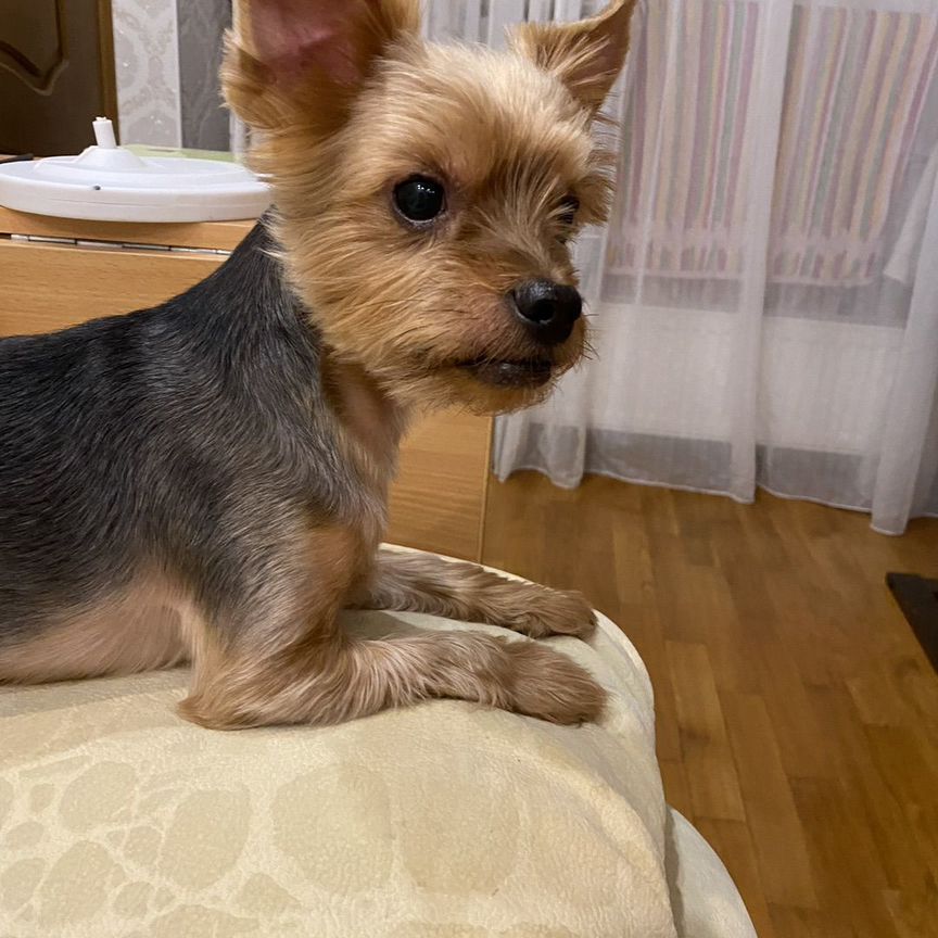 Отдам в добрые руки йоркширского терьера