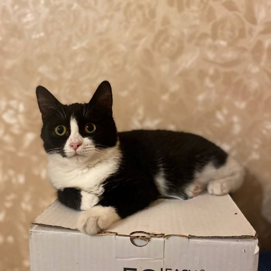 Котёнок 3 месяца игривая и ласковая