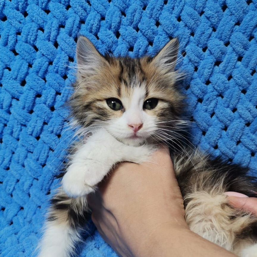 Котенок мэйнкун метис