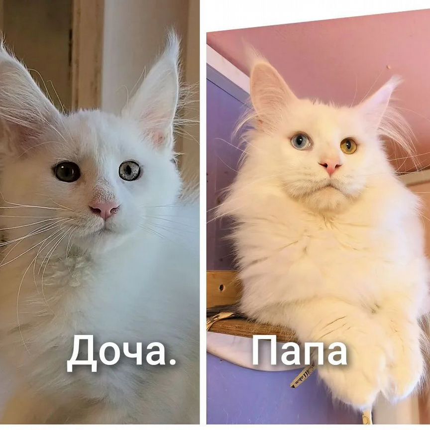 Мейн-кун котёнок