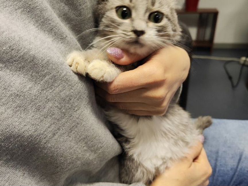 Кошка котёнок 2,5мес ищет дом