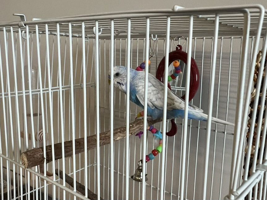 Волнистый попугай