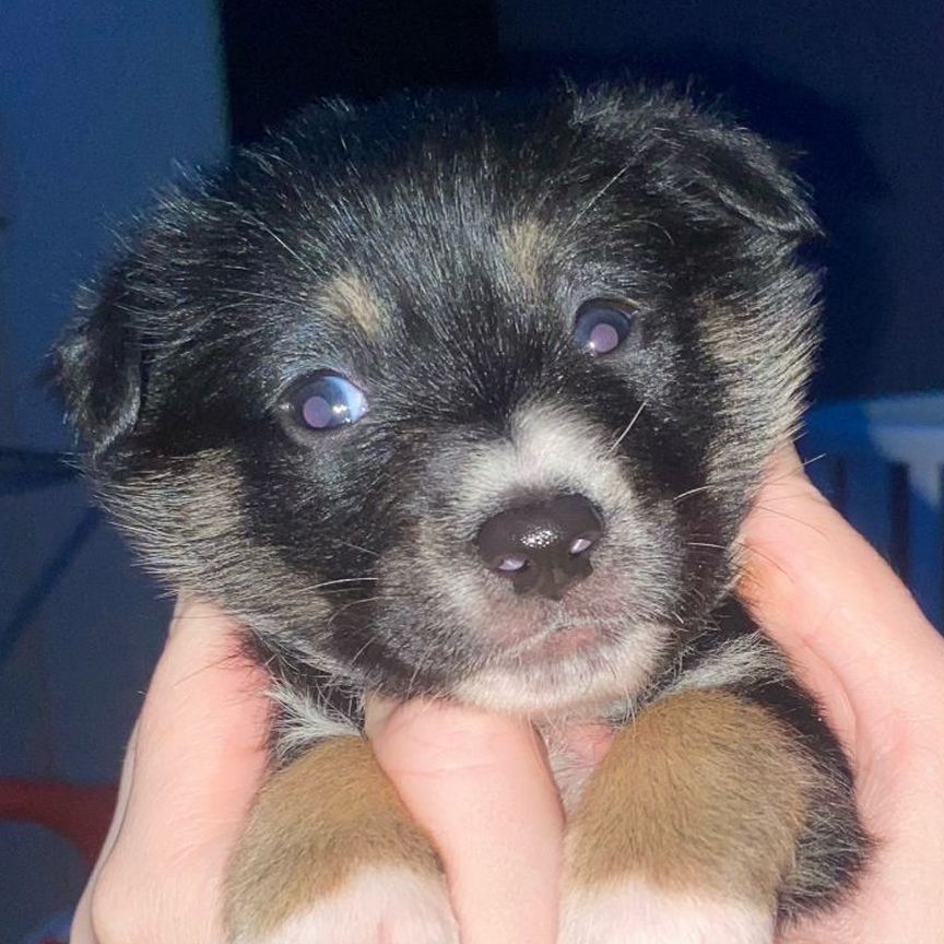 Щенок в добрые руки