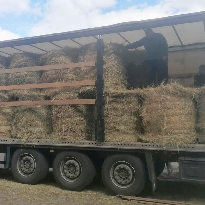 Купить сено