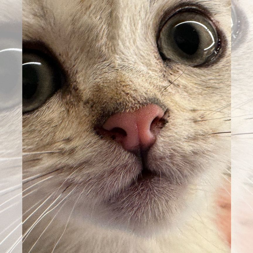 Продам шотланского вислоухова котенка 2месяца