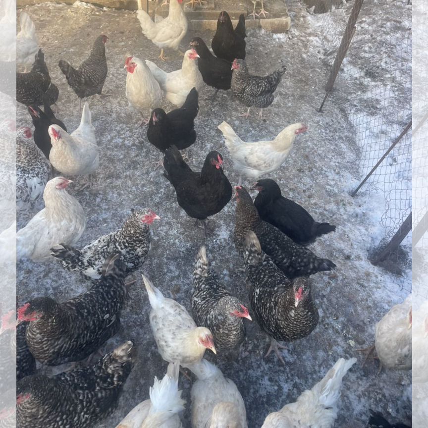 Куры несушки