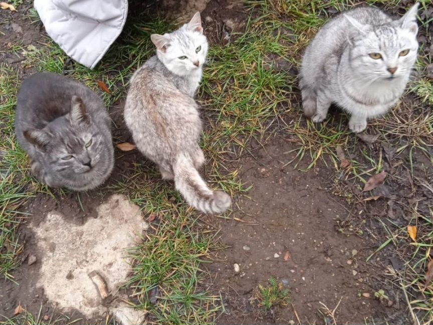 Бездомные кошки