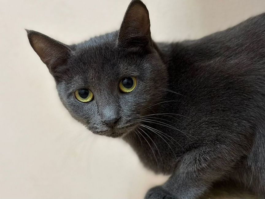 Продам кошку (метис русской голубой)