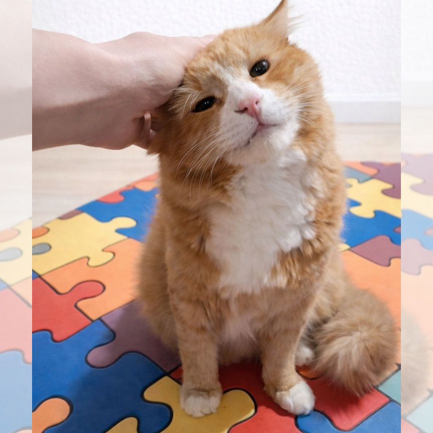 Европейский короткошёрстный, взрослый кот