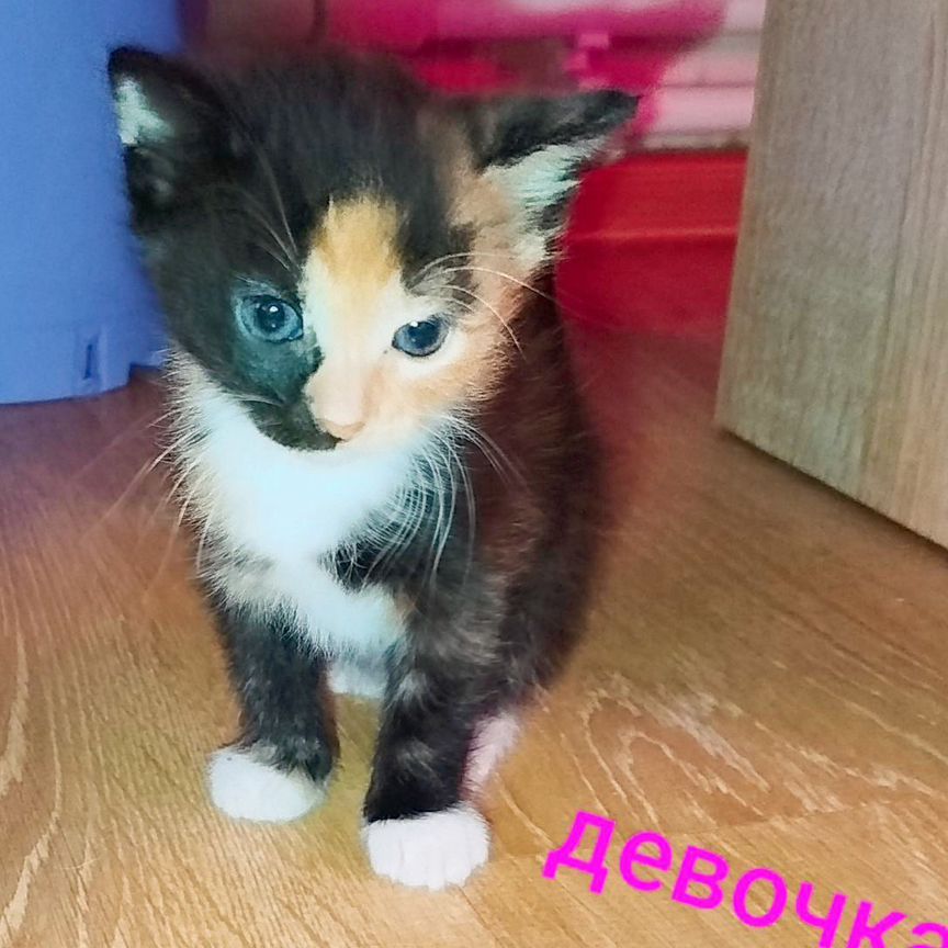 Деревенские котята от кошки - крысоловки