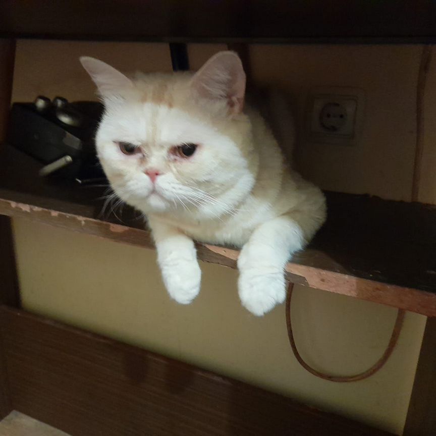 Британский кот