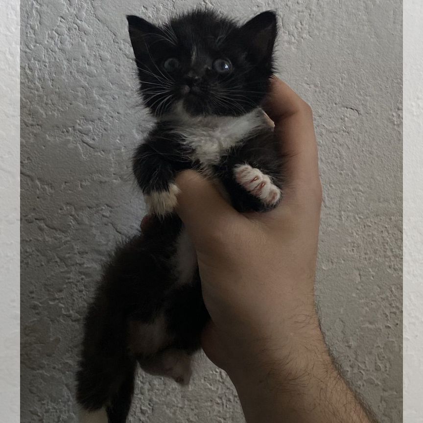 Котёнок в добрые руки