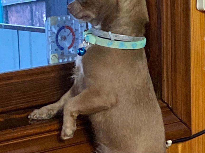 Чихуахуа мини вязка