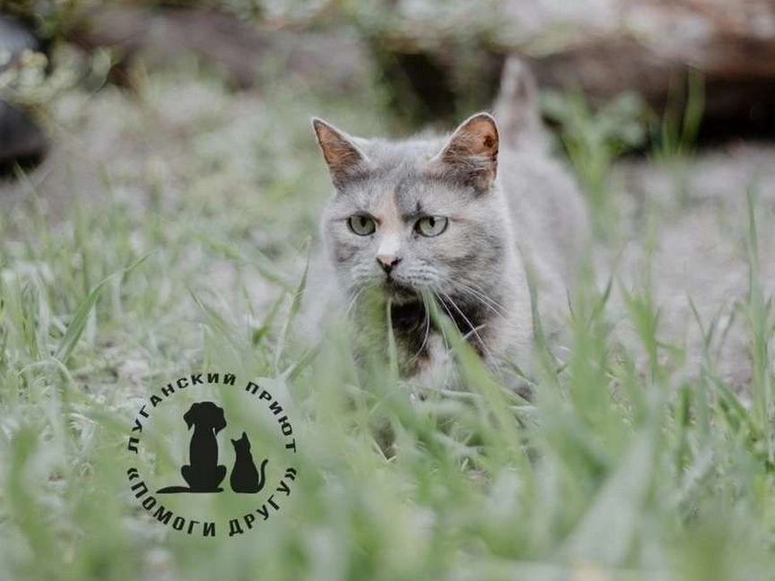 Котик с сво
