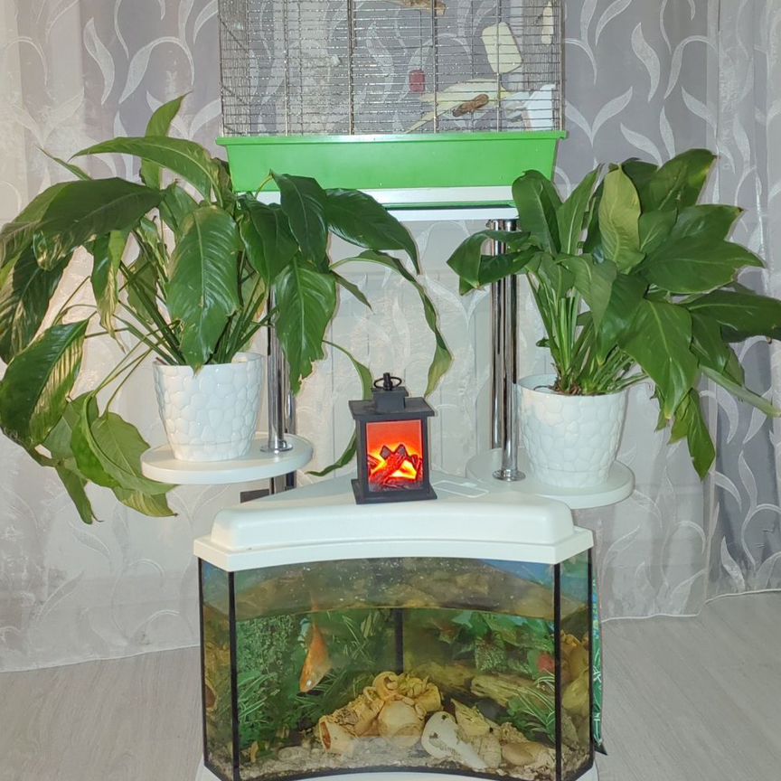 Попугай и аквариум