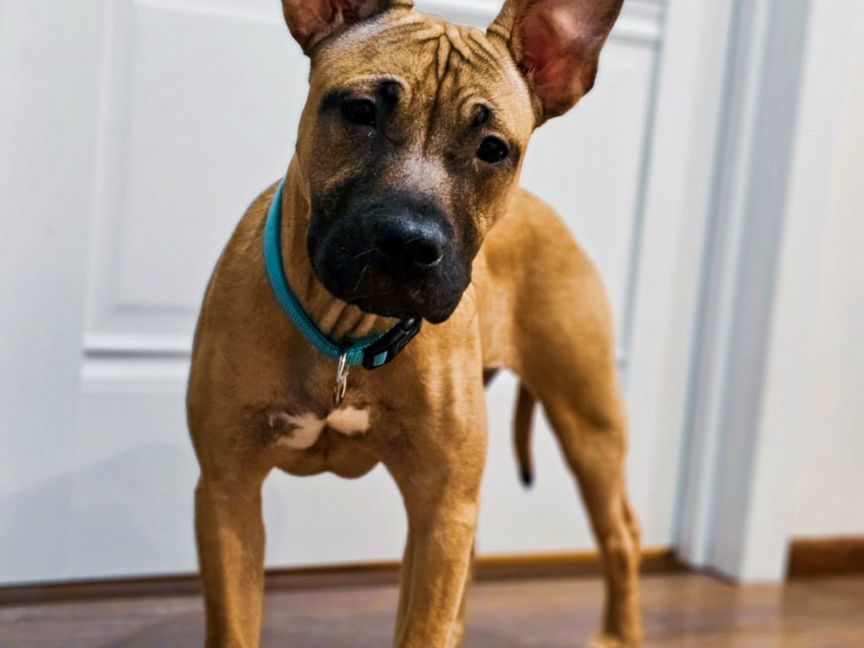 Киви (питбуль) ищет дом