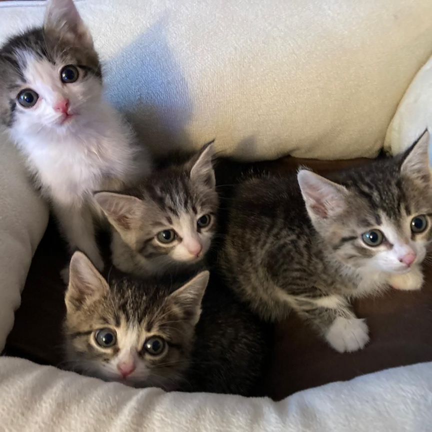 Отдам котят в добрые руки