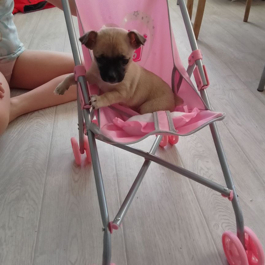 Чихуашечка