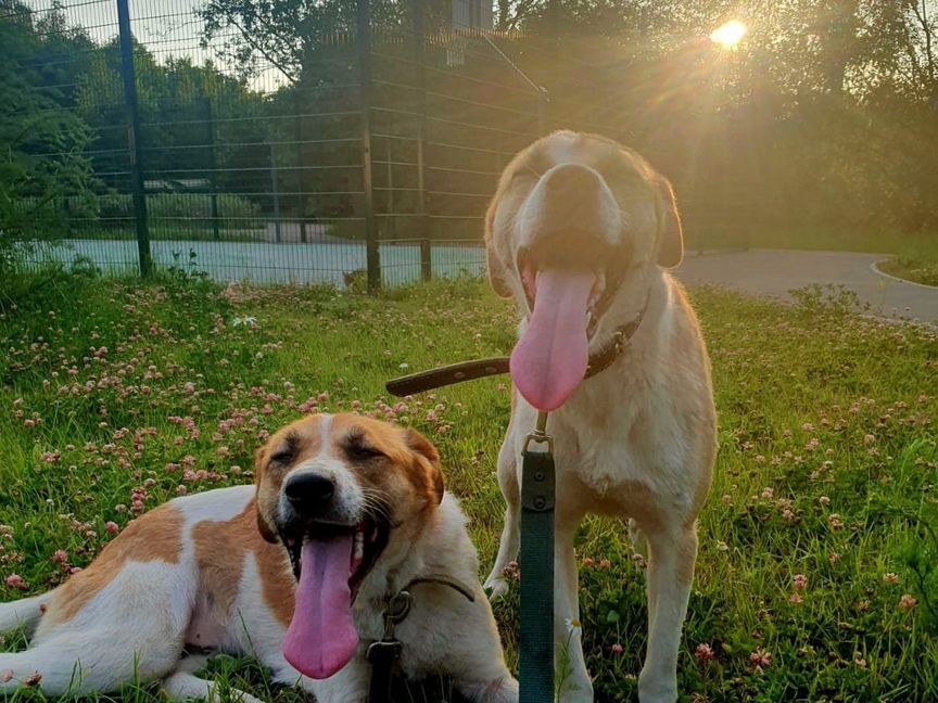 Собака в добрые руки