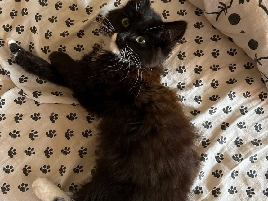 Котенок в хорошие руки