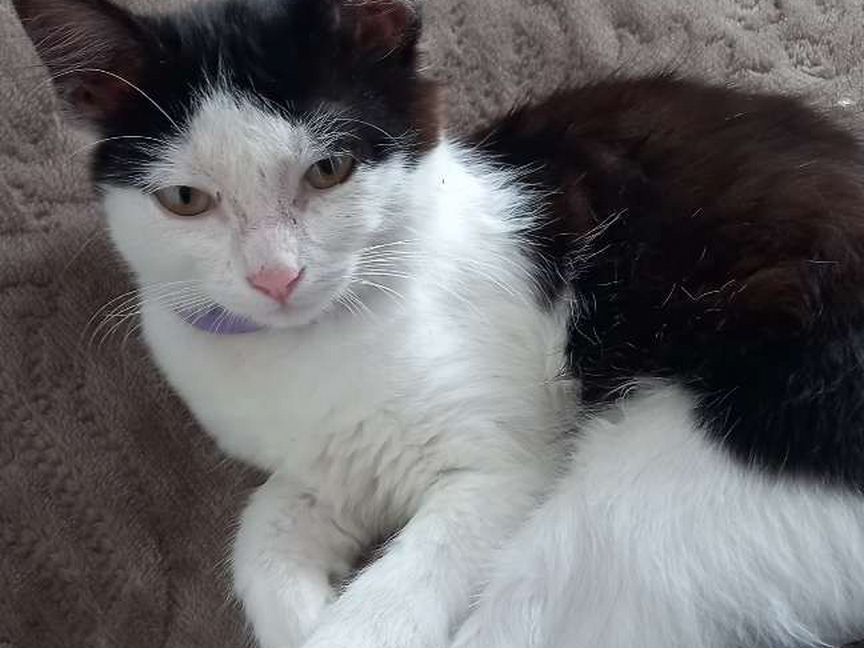 Ласковая кошечка ишет добрые руки