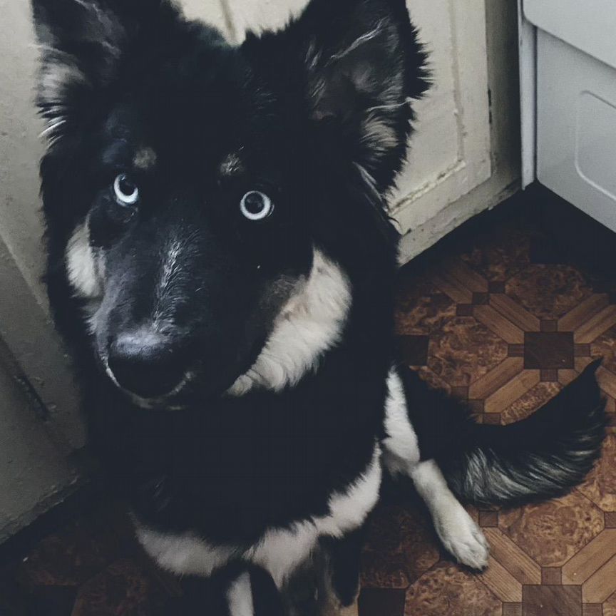 Помесь хаски