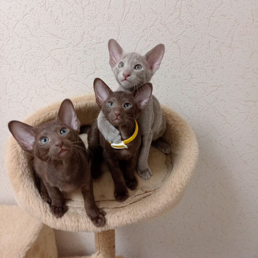 Ориентальные котята