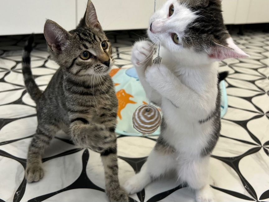 Маленькие котята котики розовые хвостики ищут дом
