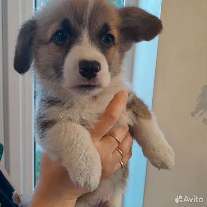 Щенята Вельш Корги Пемброк