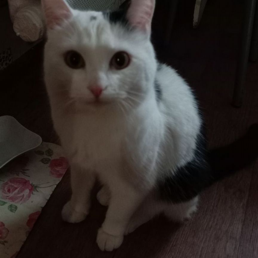 Взрослый кот в добрые руки