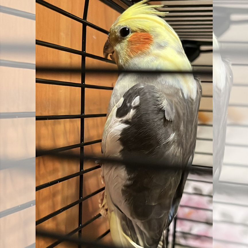 Попугай корелла с клеткой