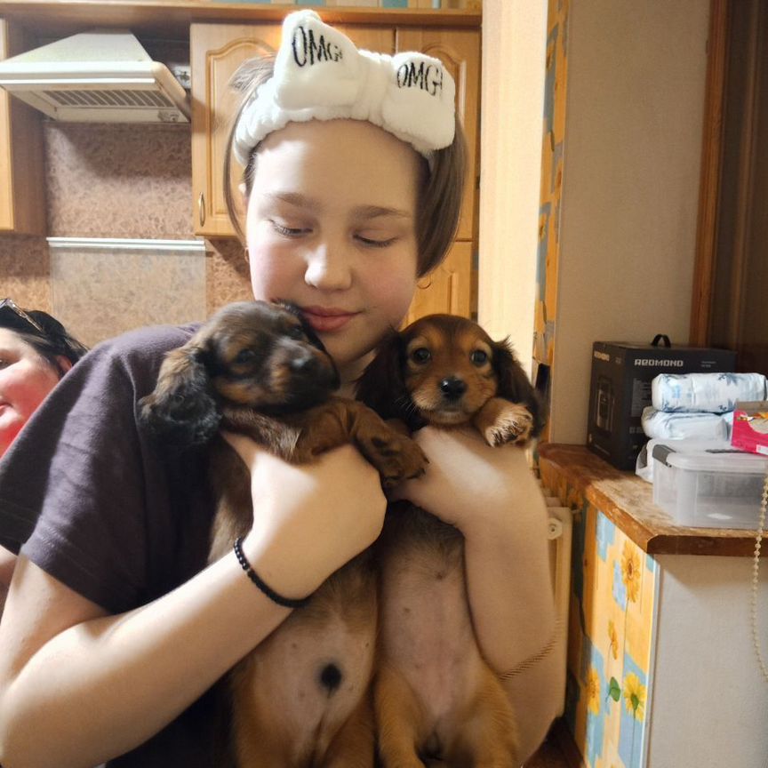 Таксо детки