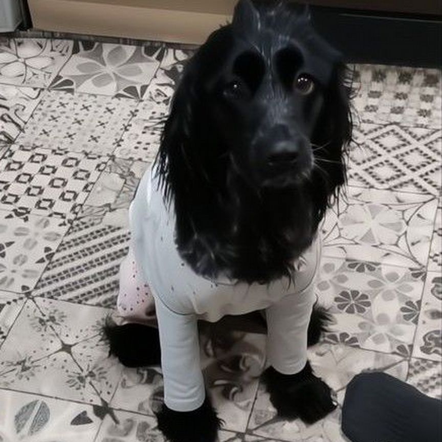 Лабрадор-ретривер, взрослая собака