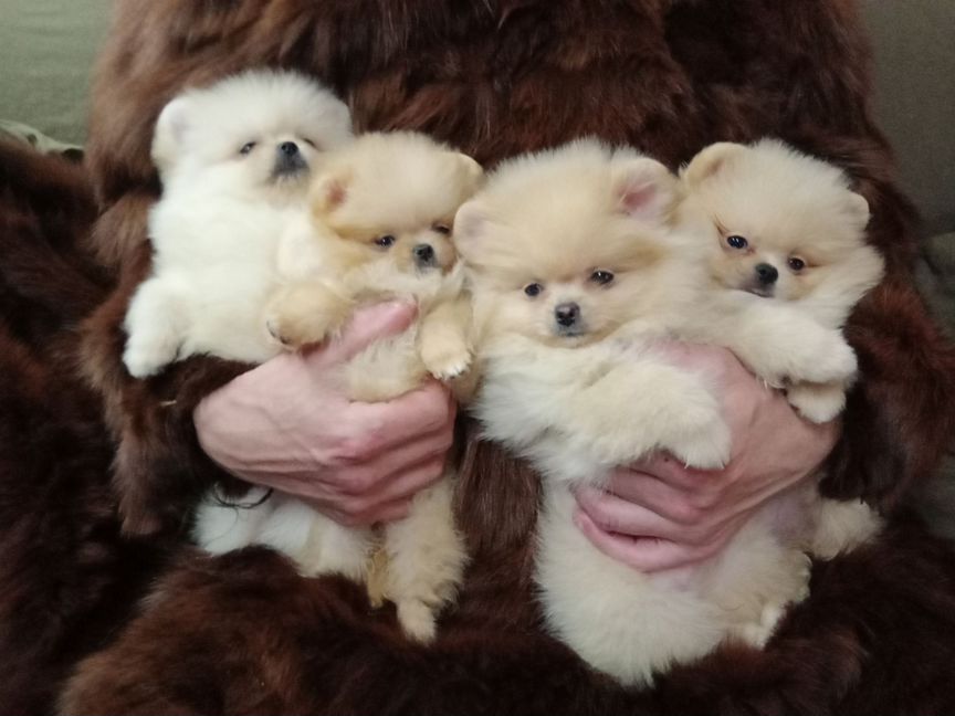 Милашки померашки