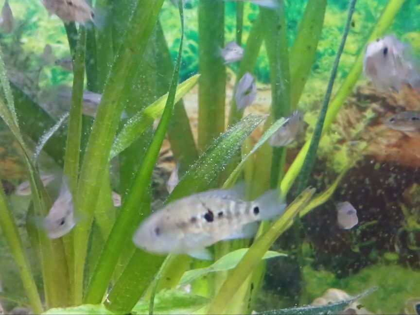 Бриллиантовая цихлозома