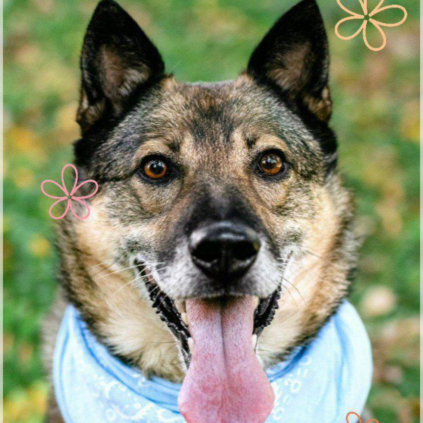 Взрослый пёс в добрые руки