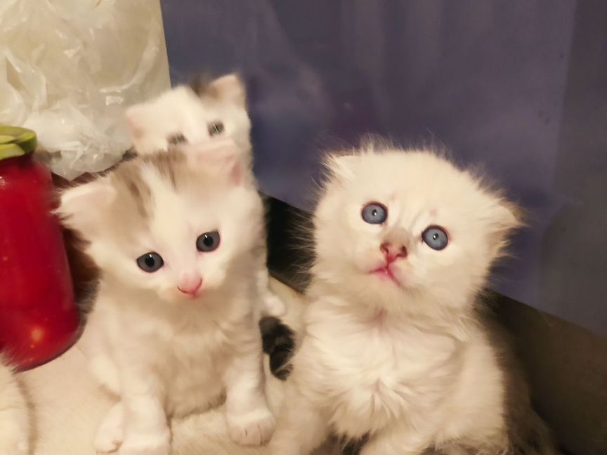В добрые руки котята